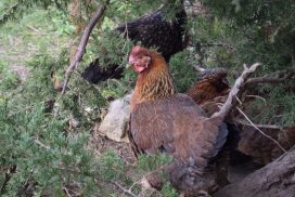 Dorking Chicken - Breed Profile - Backyard Poultry